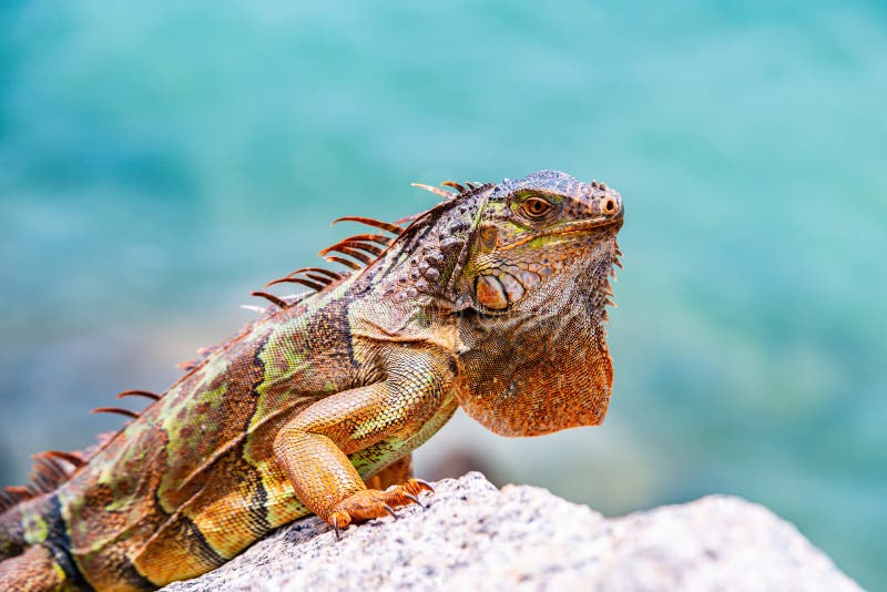 Lizard Iguana, in a Cave Where Lizards Live. Stock Image - Image of ...