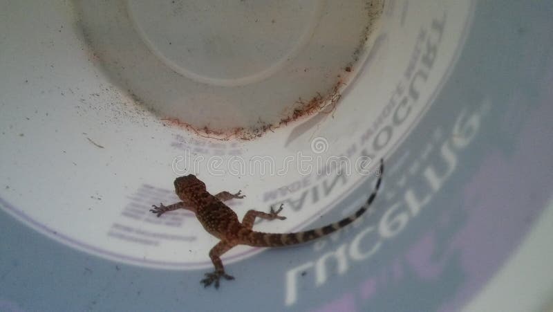 Lizard inside a cup stock photo. Image of inside, snake - 200911914