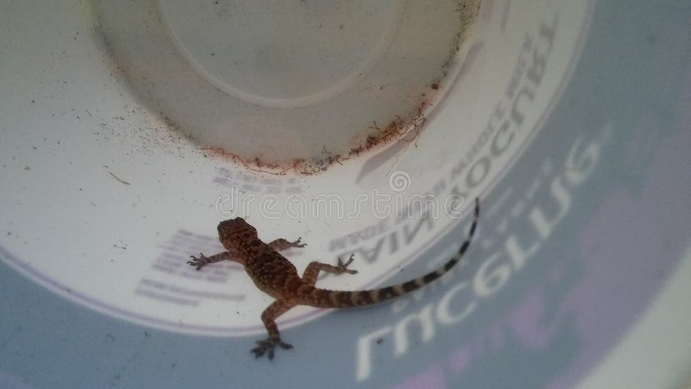 Lizard inside a cup stock photo. Image of inside, snake - 200911914