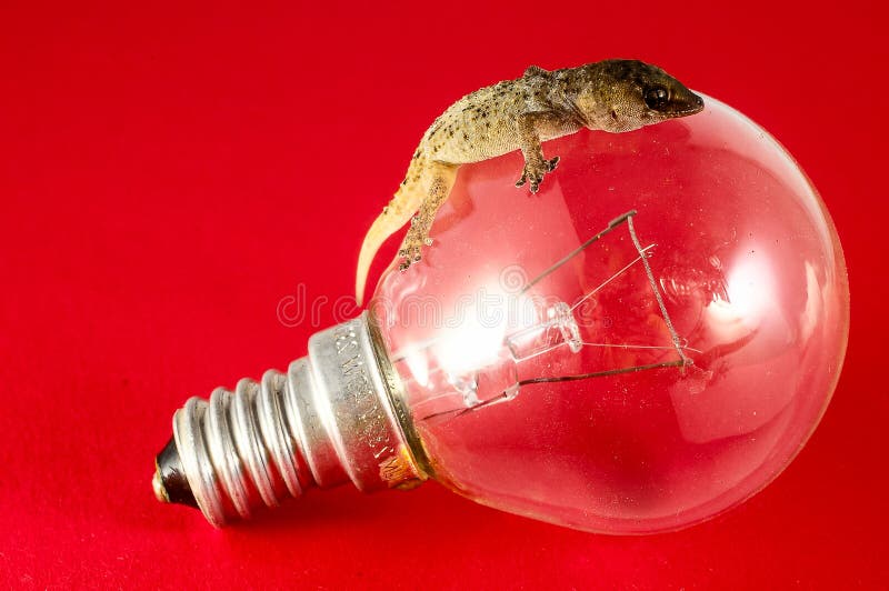 A Lizard is Inside a Light Bulb Stock Image - Image of partially ...