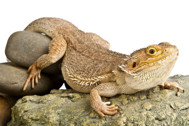 Common Tree Lizard stock photo. Image of wild, rainforest - 87426