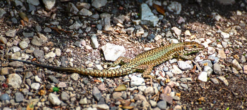 Lizard in Its Natural Habitat Stock Photo - Image of macro, colorful ...