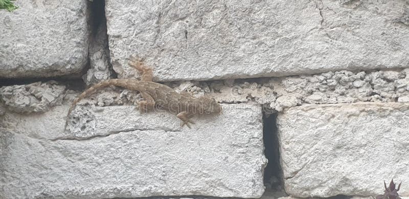 Lizard on its Strike stock photo. Image of reptile, iron - 225666316