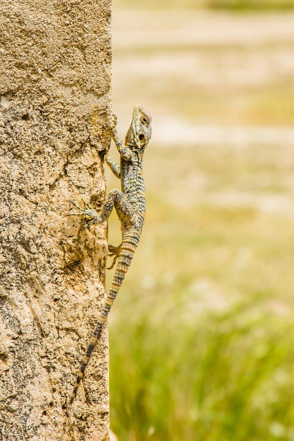 Lizard in Jerash in Jordan stock photo. Image of climate - 76737274