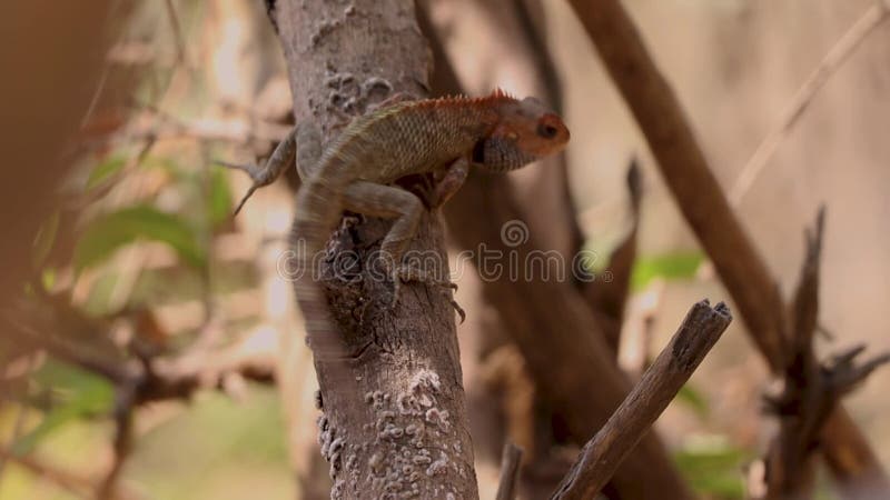 Lizard jumping stock video. Video of motion, palpa, detail - 294235375