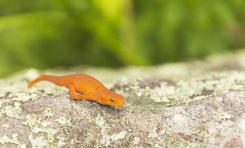 Lizard Jumping stock photo. Image of forest, nature, depressed - 42407374