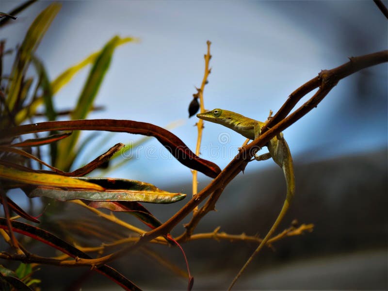 Lizard Jumping from One Branch in Nature Stock Photo - Image of spring ...