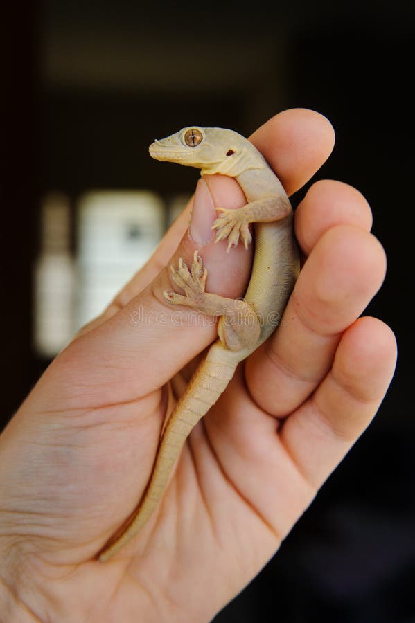 Lizard Keeping in Human Hand from the First Person View Stock Photo ...