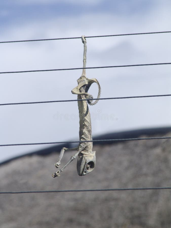 Lizard Kiled by Electricity Stock Image - Image of power, consumption ...
