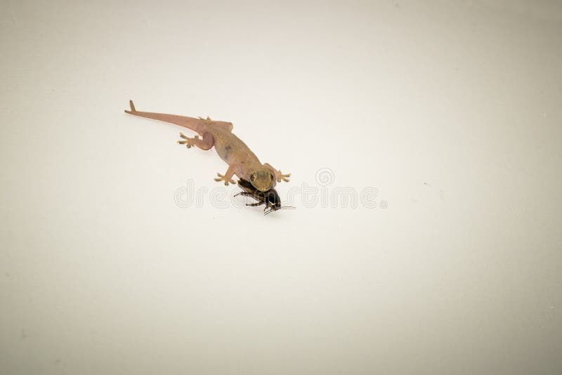 A Lizard Killed a Cockroach Stock Image - Image of background, insect ...