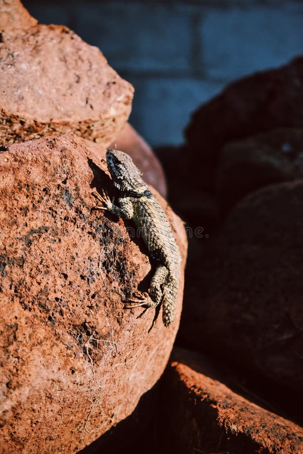 The lizard king stock photo. Image of geology, iron - 210846366