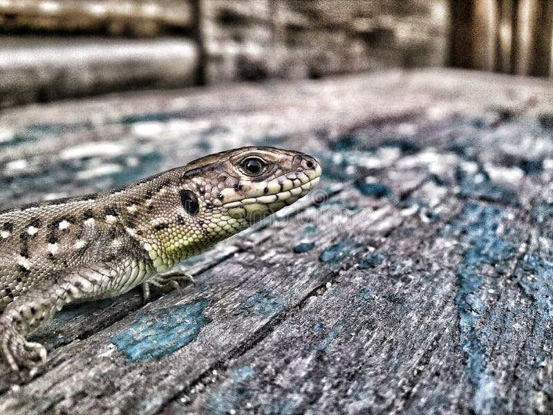 Lizard stock photo. Image of osteoderm, railway, including - 39548146