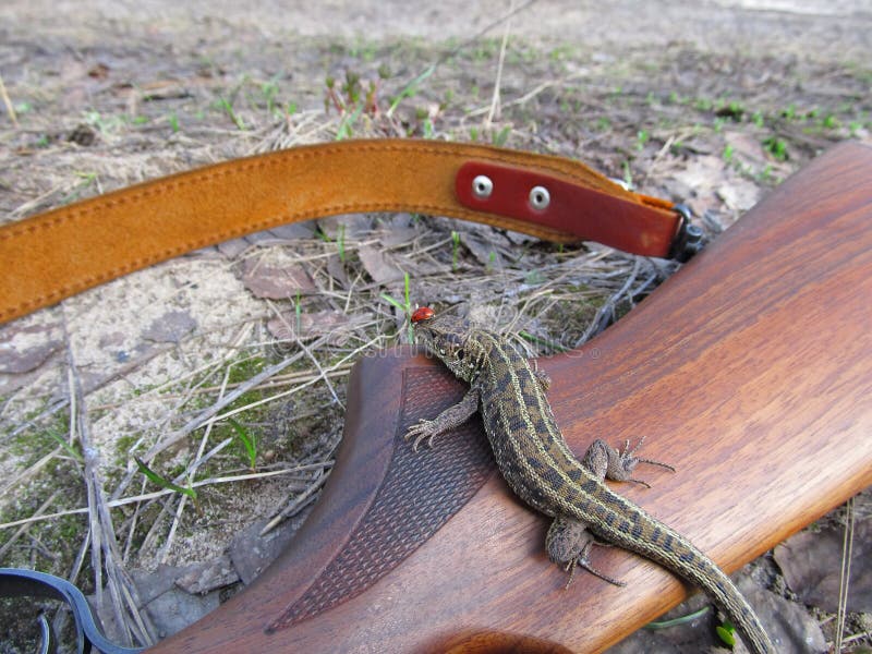 Lizard with a Ladybug Sitting on a Gun Stock Image - Image of resting ...