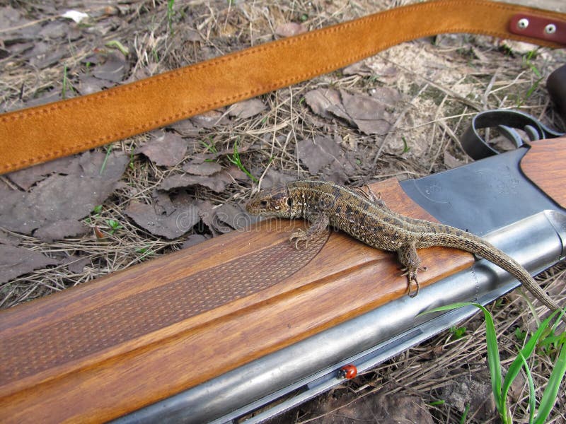 Lizard with a Ladybug Sitting on a Gun Stock Image - Image of hunter ...