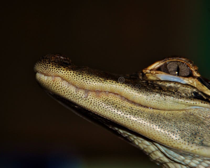 Lizard stock photo. Image of elongated, mouth, pupil - 58793602