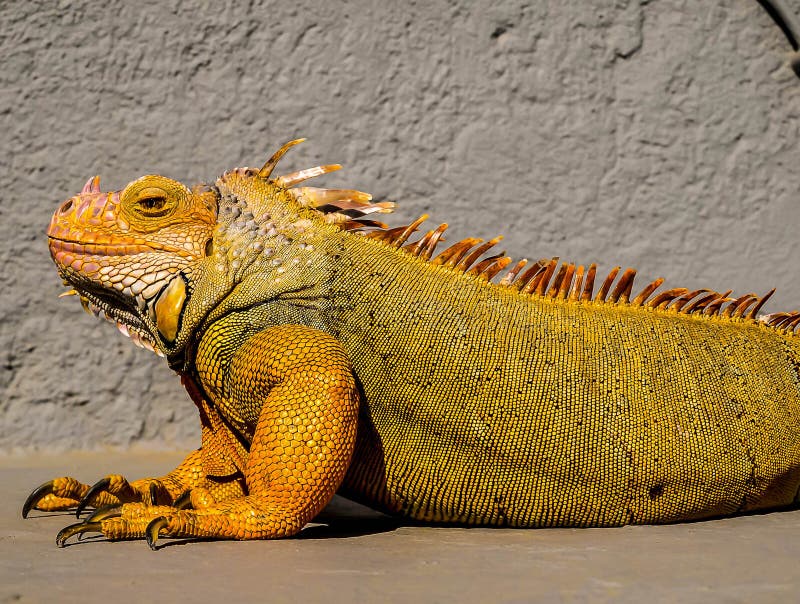 A Lizard is Laying on the Ground with Its Head Down Stock Image - Image ...