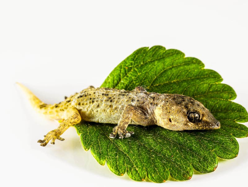 A Lizard is Laying on a Leaf Stock Photo - Image of background ...