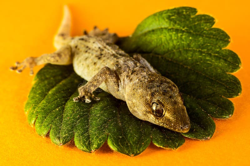 A Lizard is Laying on a Leaf Stock Photo - Image of reptile, brown ...
