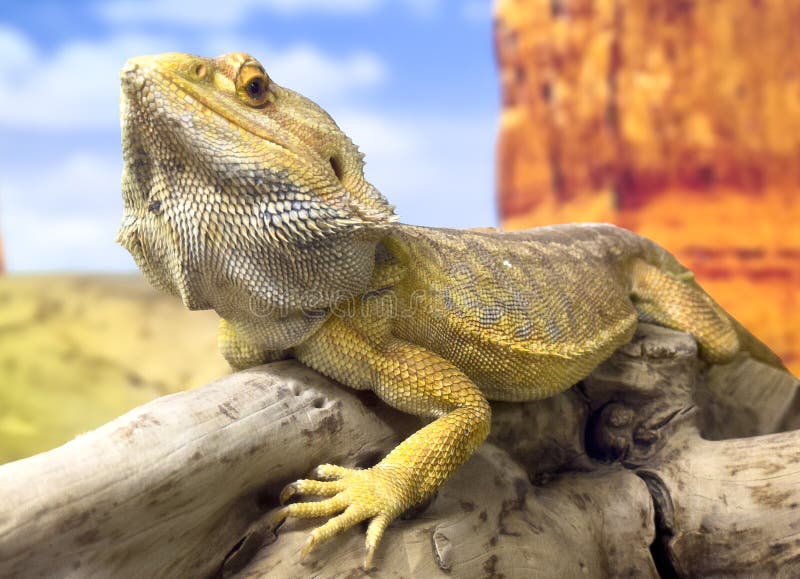 A Lizard is Laying on a Log in the Desert Stock Image - Image of nature ...