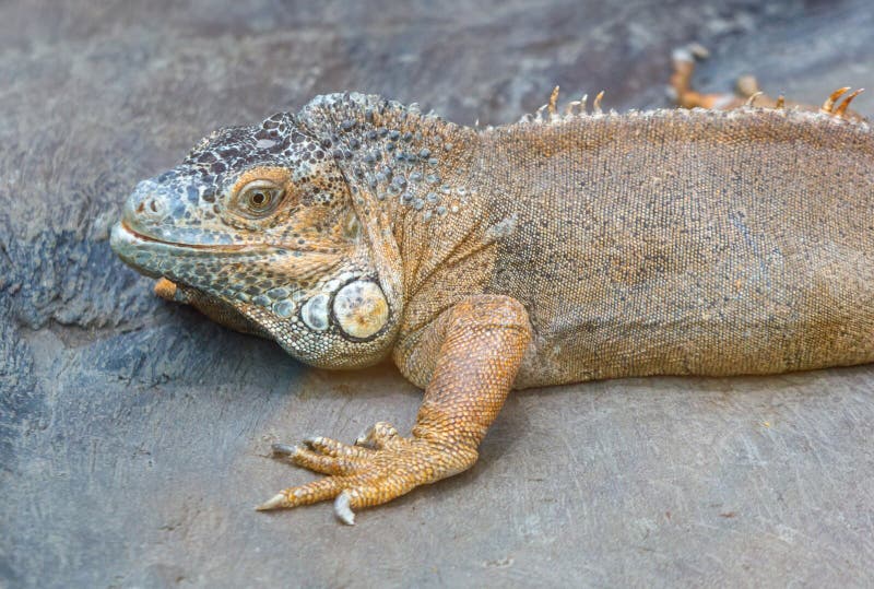 A Lizard is Laying on a Rock Stock Image - Image of outdoor, exotic ...