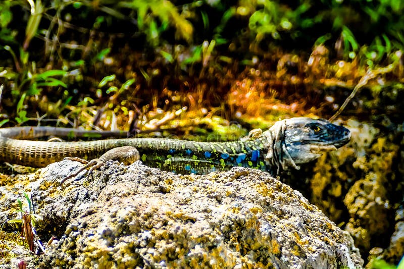 A Lizard is Laying on a Rock Stock Photo - Image of reptilian, reptile ...