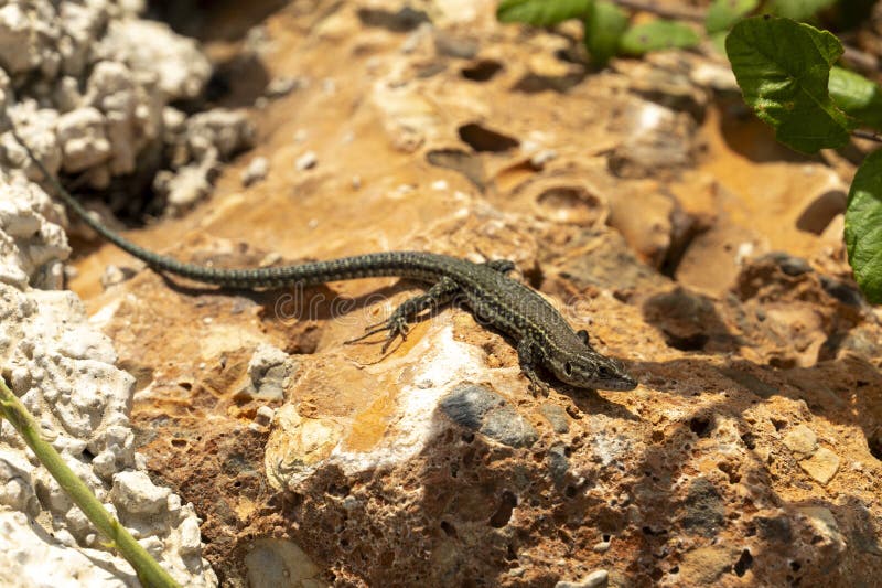 A Lizard is Laying on a Rock Stock Photo - Image of lizard, predator ...