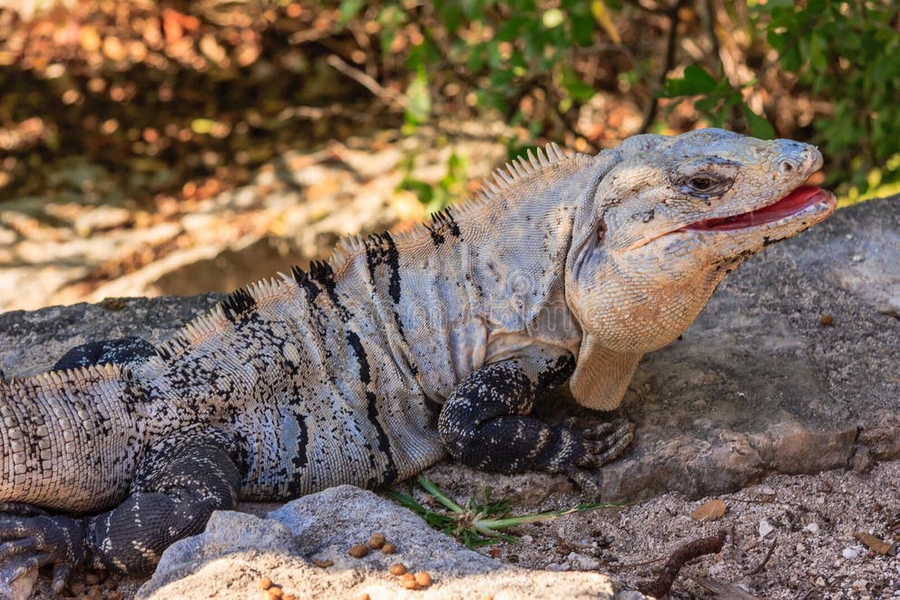 A Lizard is Laying on a Rock, Looking at the Camera Stock Photo - Image ...