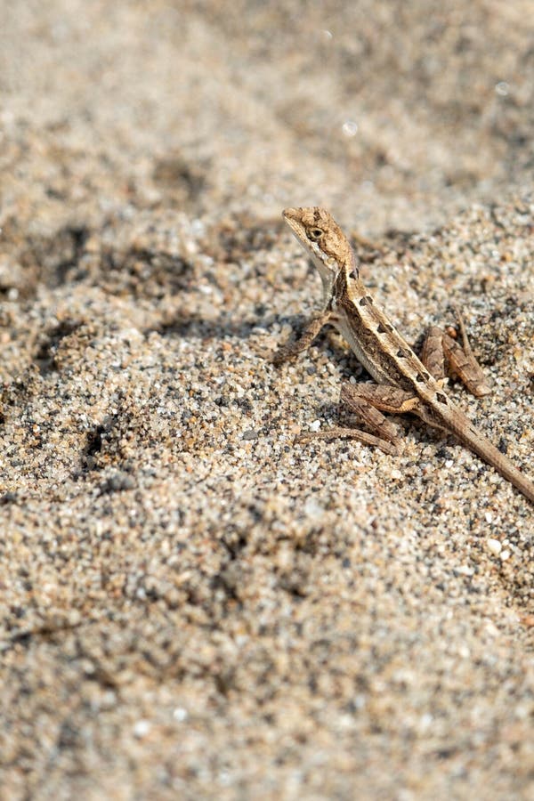 Lizard Laying on the Sand in a Sandy Area with One Small Arm Extended ...