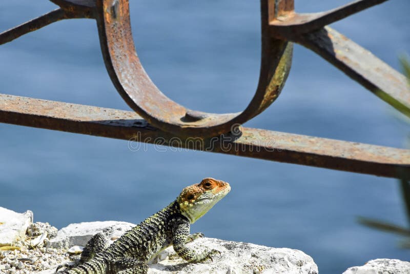 A lizard laying in the sun stock photo. Image of animal - 183319934