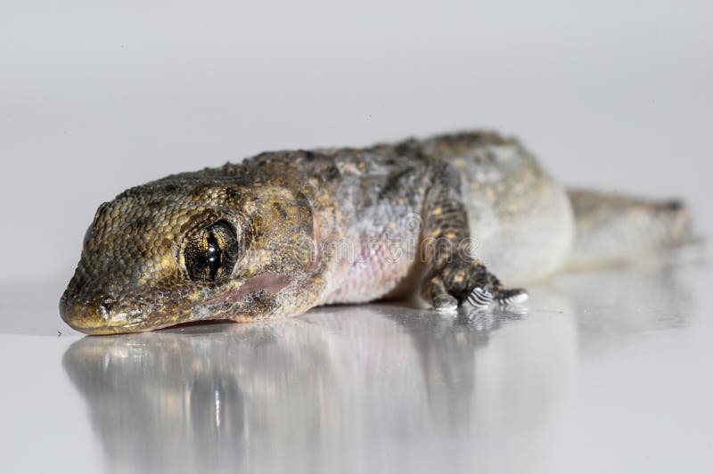 A Lizard Laying on a White Surface Stock Image - Image of exotic, back ...