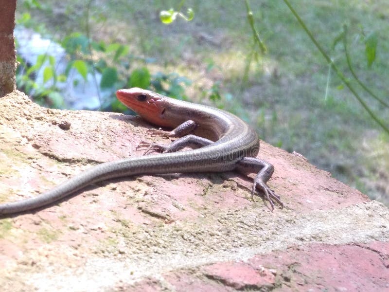 Lizard on a ledge stock photo. Image of lizard, orange - 128081826