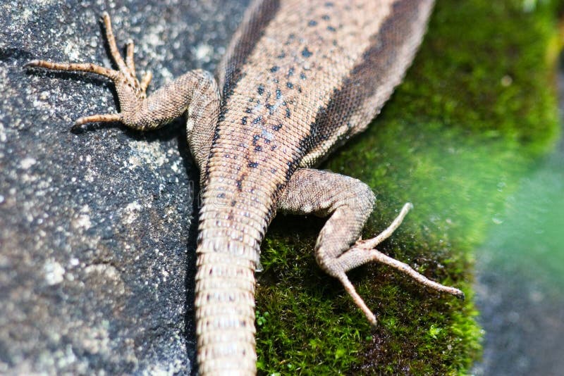 Lizard legs stock photo. Image of rear, moss, creep, gecko - 212206