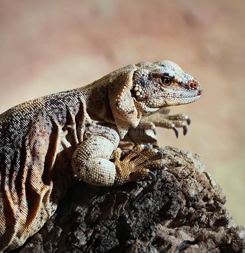 Lizard, Leguan, Iguana stock image. Image of reptile - 51643685