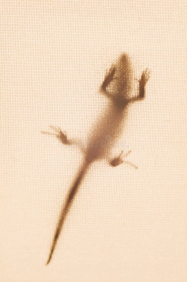 Lizard stock image. Image of white, animal, nature, macro - 66005731
