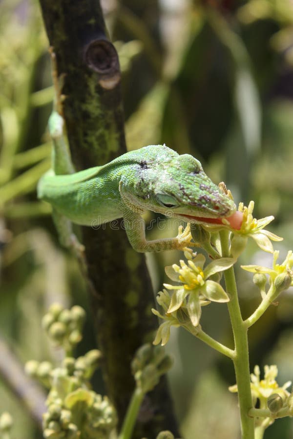 Lizard Licking Nectar stock photo. Image of stamen, blossom - 79242948