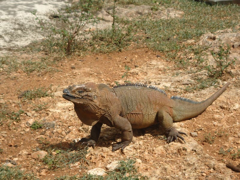 Lizard stock image. Image of dominican, animal, live - 66203701
