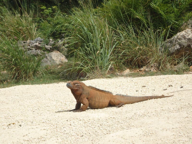 Lizard stock image. Image of nature, republic, live, sand - 66203703
