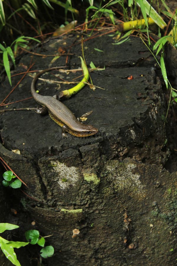 A Lizard that Lives in a Tree Trunk Stock Photo - Image of america ...