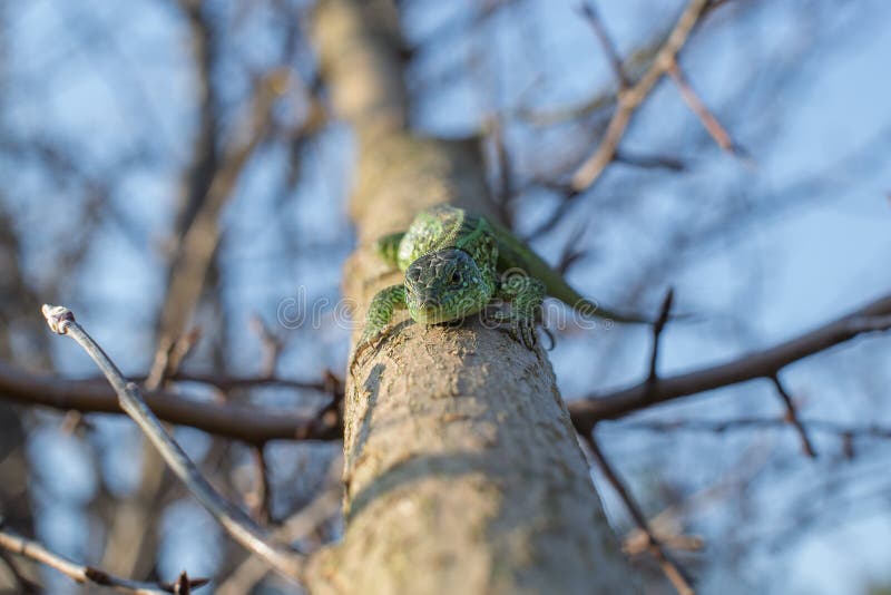 Lizard on a living tree stock image. Image of looking - 53137117
