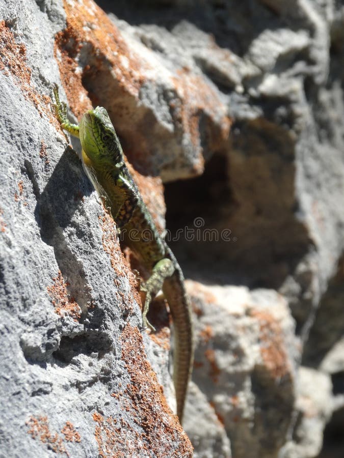 Lizard stock image. Image of north, belly, cliff, gorge - 99589743