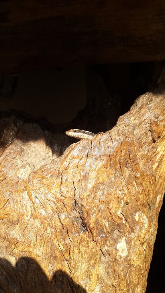 Lizard stock image. Image of lodge, hardekool, stump - 58551443