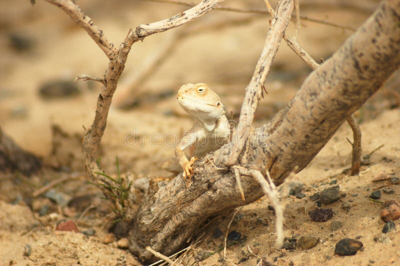 Dhub Lizard Kuwait stock image. Image of spiny, body, wildlife - 6080019