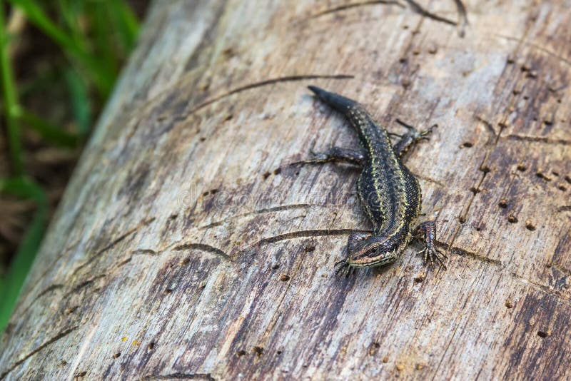 Lizard on a log. stock photo. Image of basking, timber - 83501314