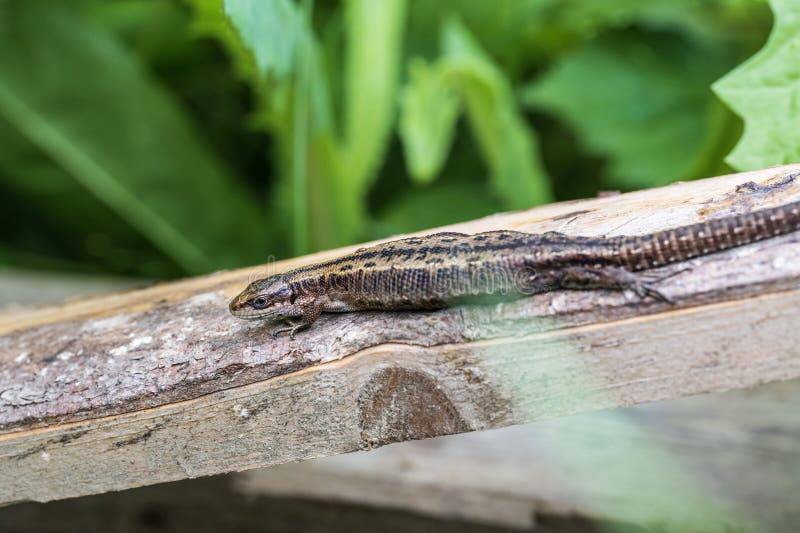 Lizard on a Log in the Garden Stock Photo - Image of nature, frog ...