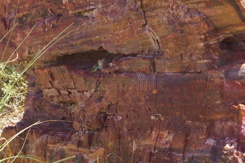 The lizard in the log stock photo. Image of forest, park - 122152086