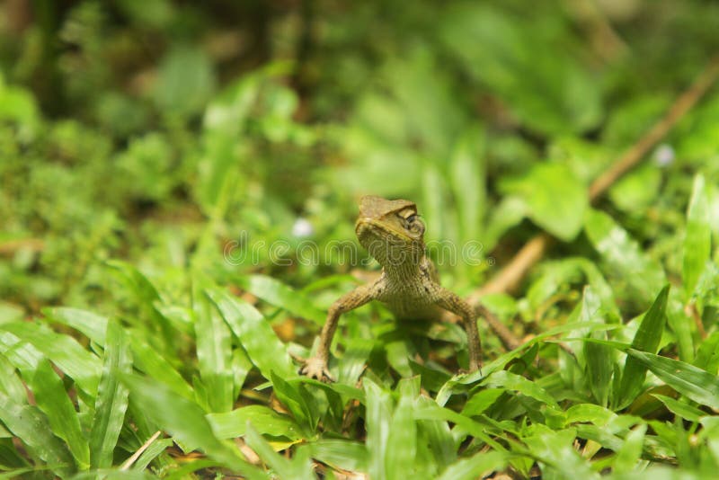 A Lizard Looking Ahead from the Grass Stock Photo - Image of amphibian ...