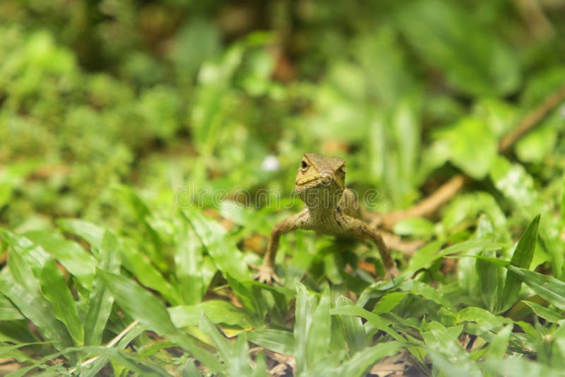 A Lizard Looking Ahead from the Grass Stock Image - Image of insect ...