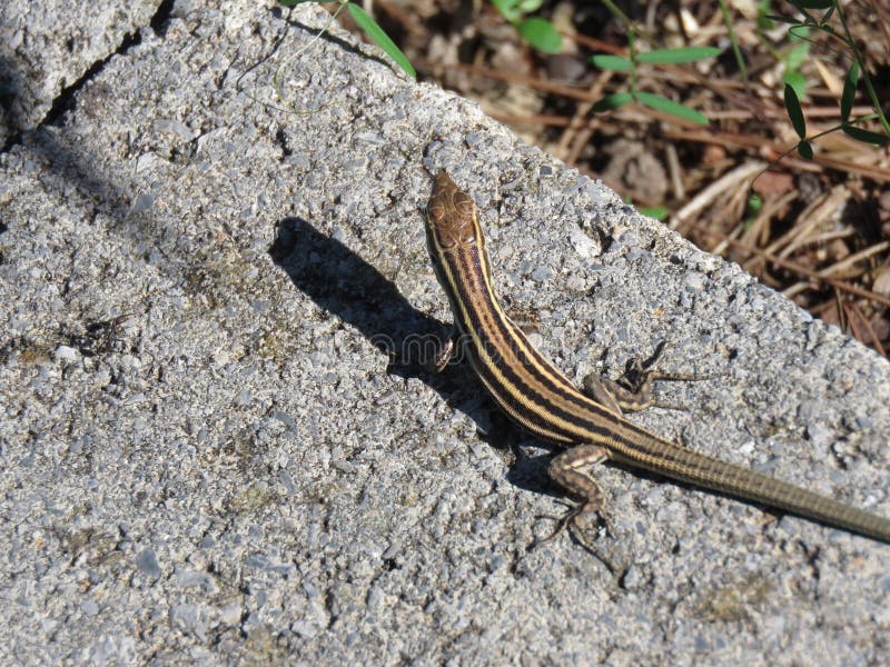 A Small Lizard is Looking Around and Gets an Overview Stock Photo ...