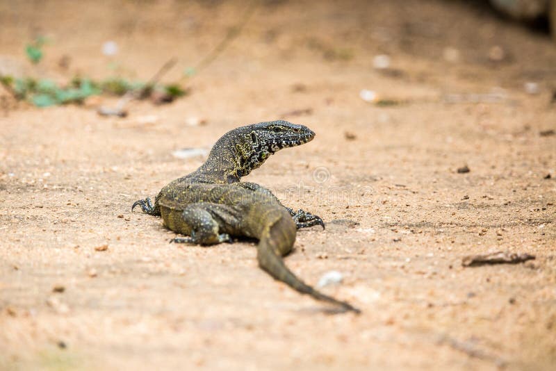 Lizard looking back stock image. Image of dangerous - 160805365