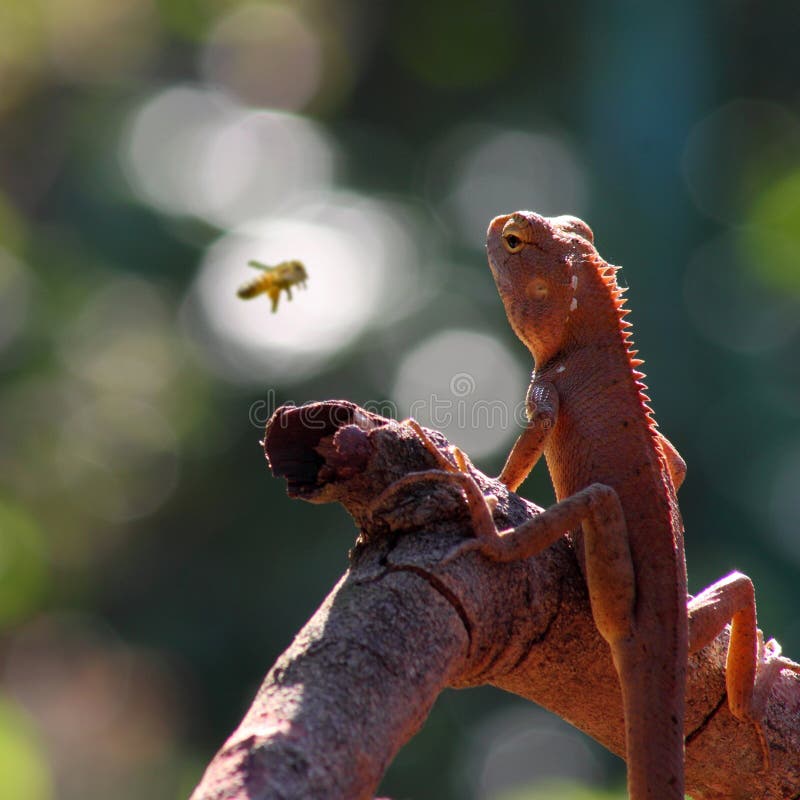Lizard looking the bee stock photo. Image of animal, nature - 28597964